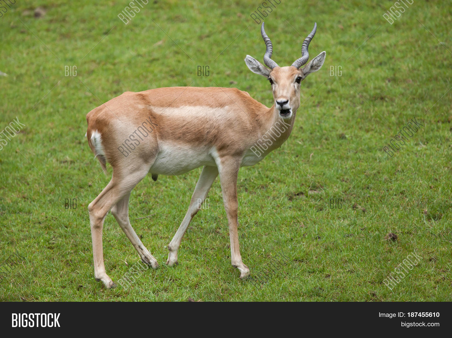 Indian Blackbuck ( Image & Photo (Free Trial) | Bigstock