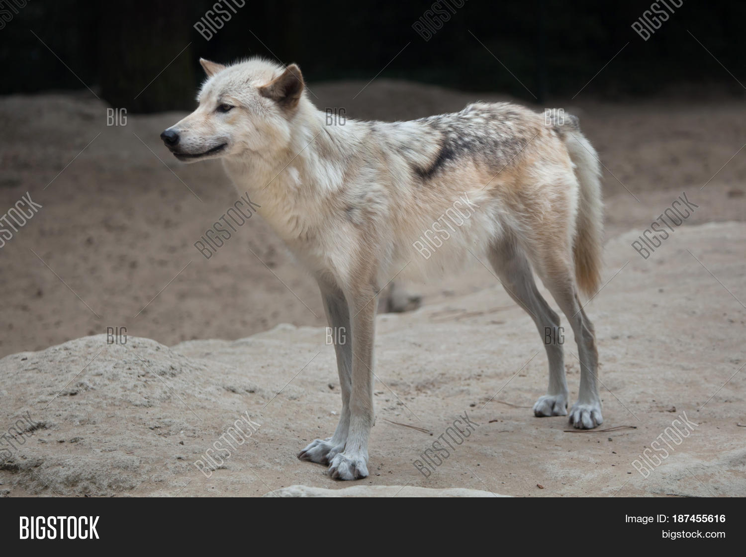 Northwestern Wolf ( Image & Photo (Free Trial) | Bigstock