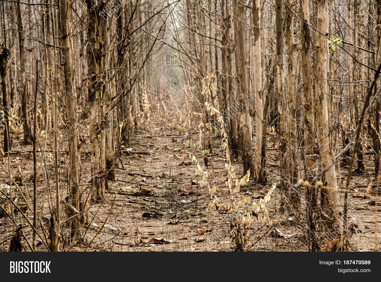 Dead Tree Landscape Image & Photo (Free Trial) | Bigstock