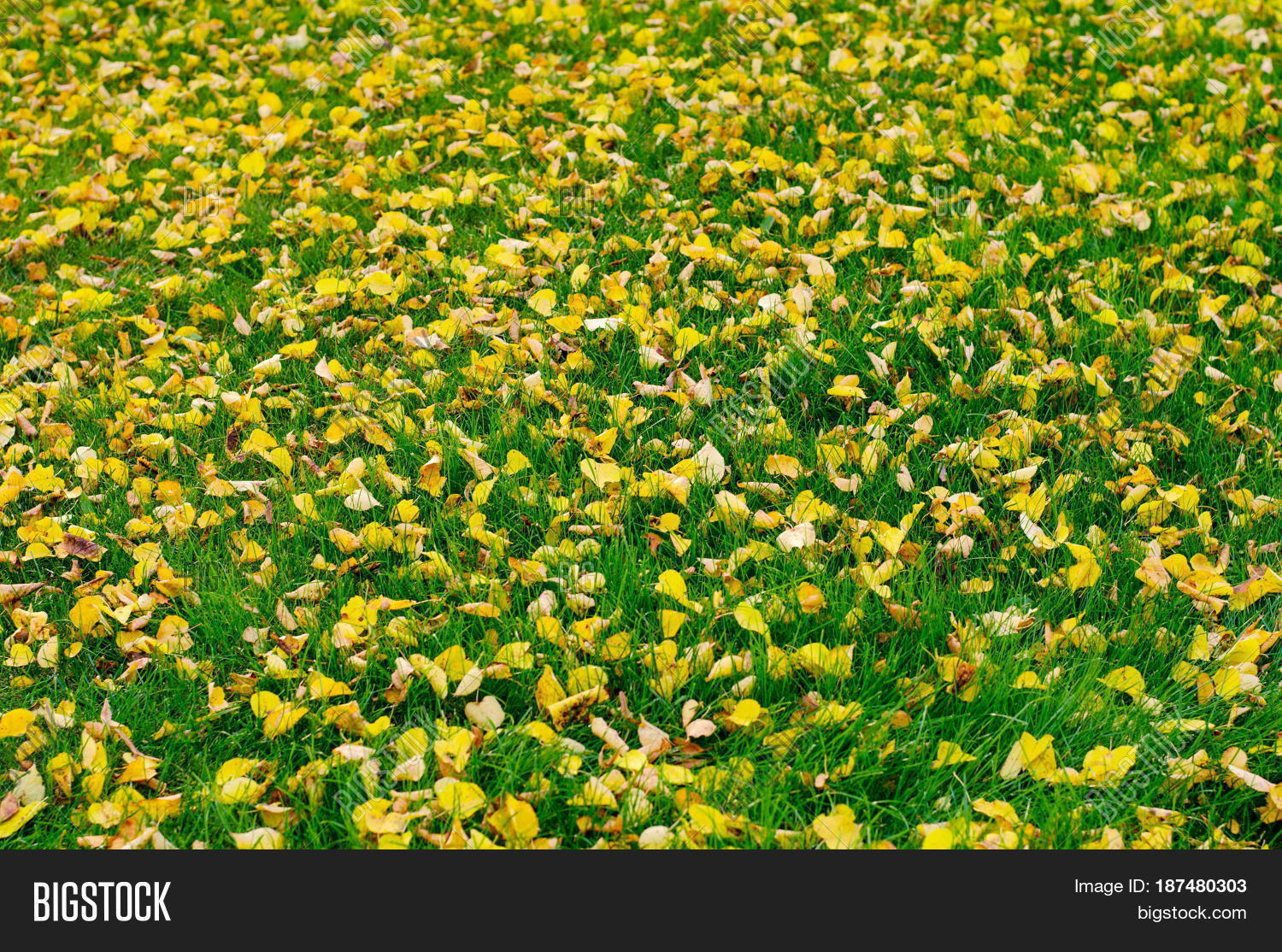 Autumn Fallen Golden Image & Photo (Free Trial) | Bigstock