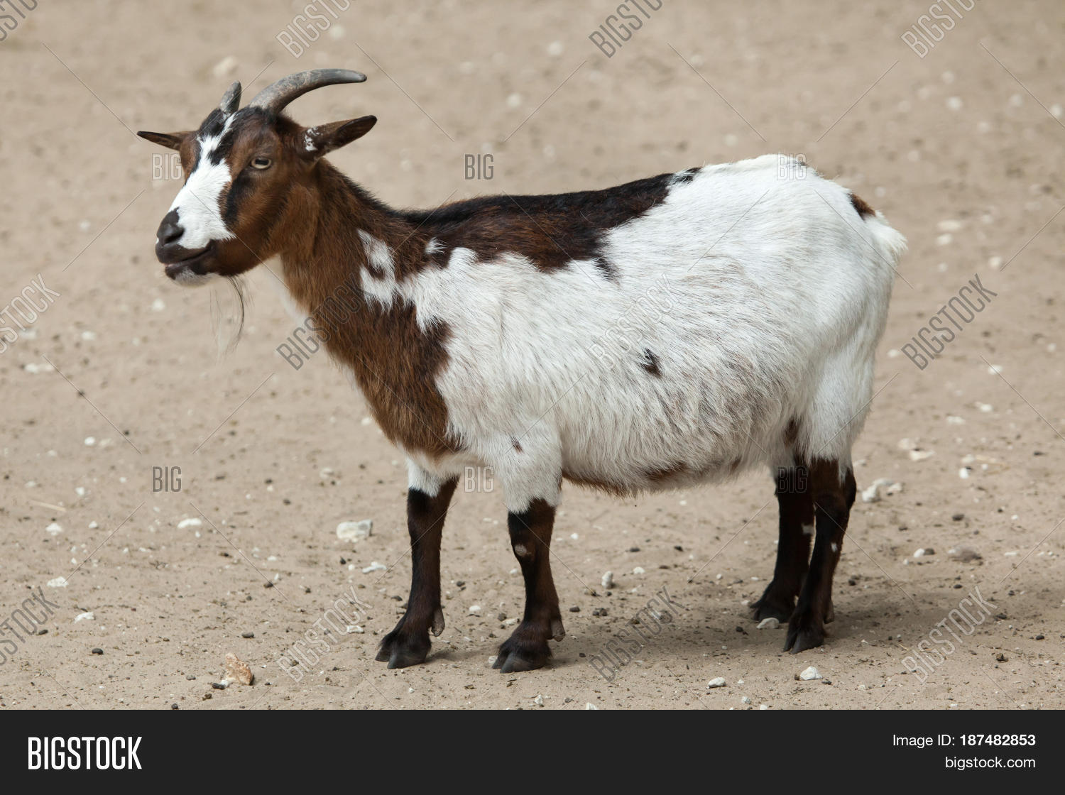 Domestic Goat (Capra Image & Photo (Free Trial) | Bigstock