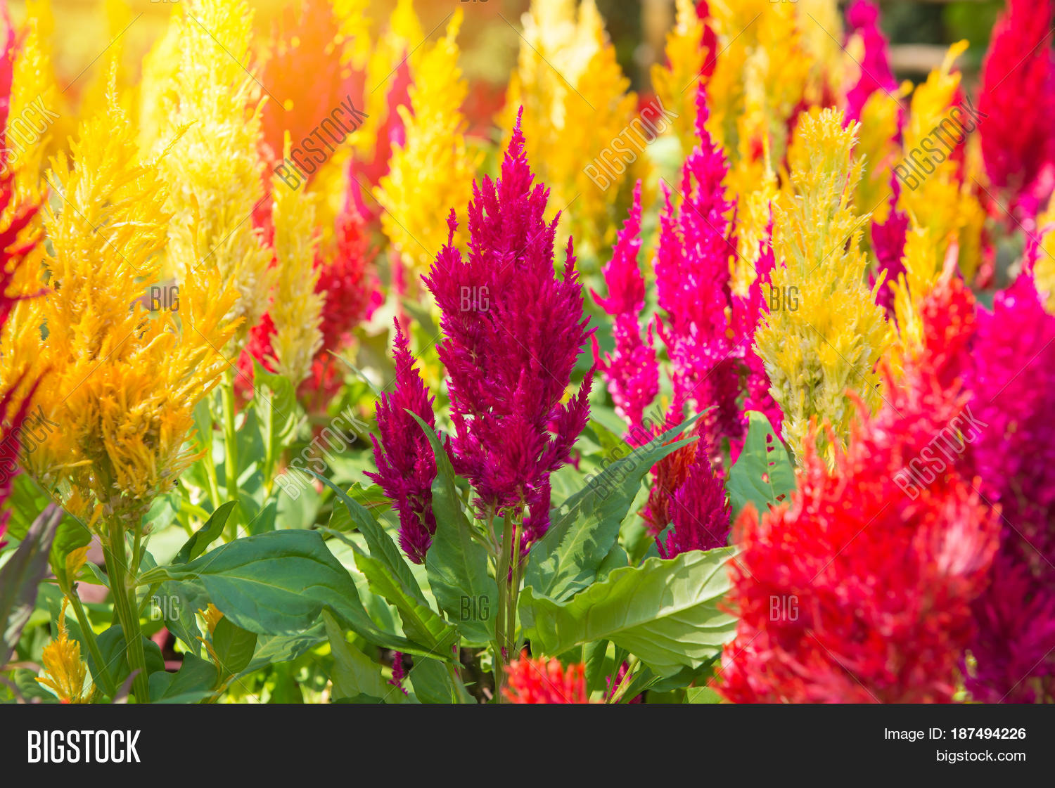 Plumed Cockscomb Image & Photo (Free Trial) | Bigstock