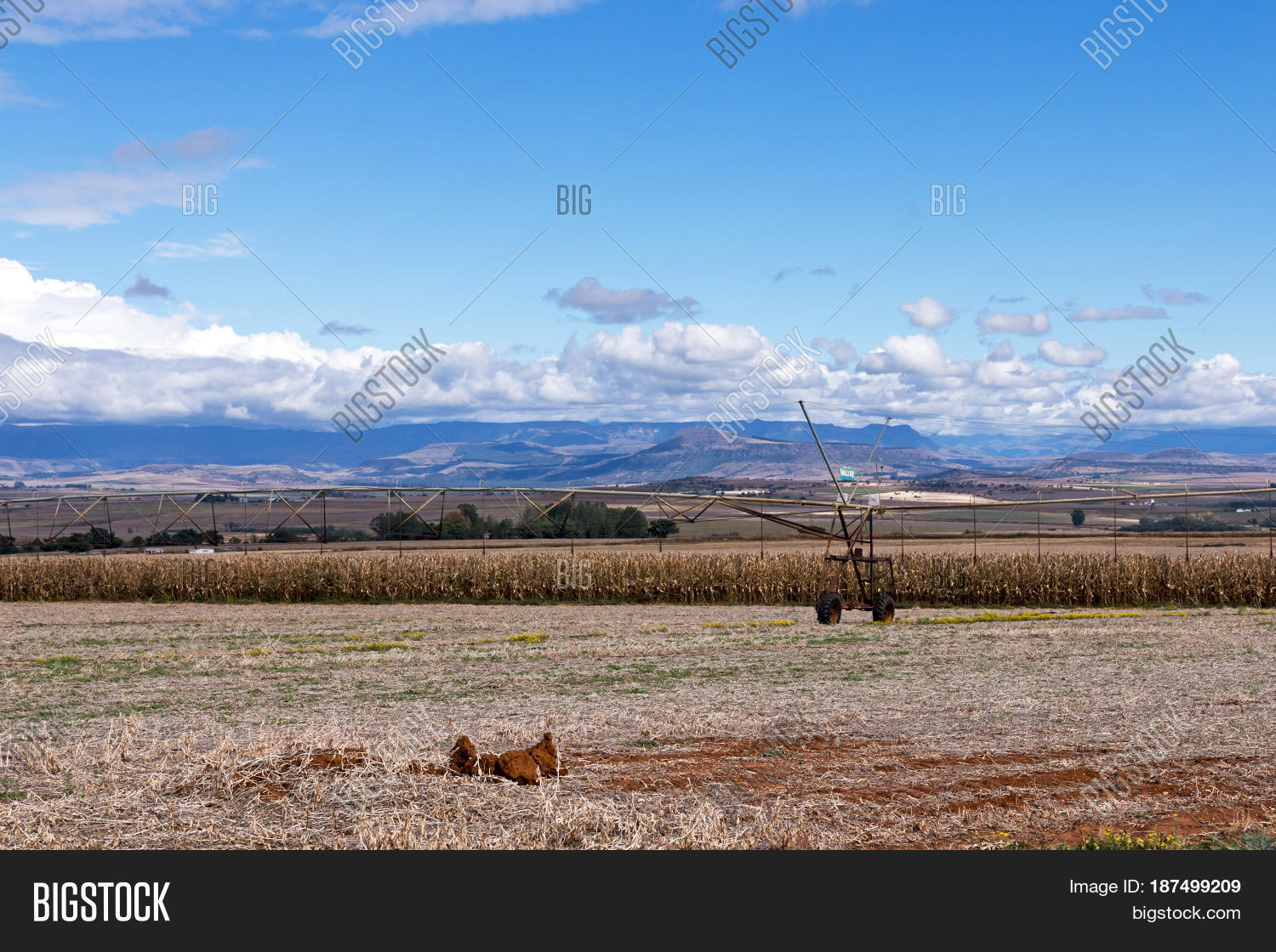 Golden Cold Dry Winter Image & Photo (Free Trial) | Bigstock
