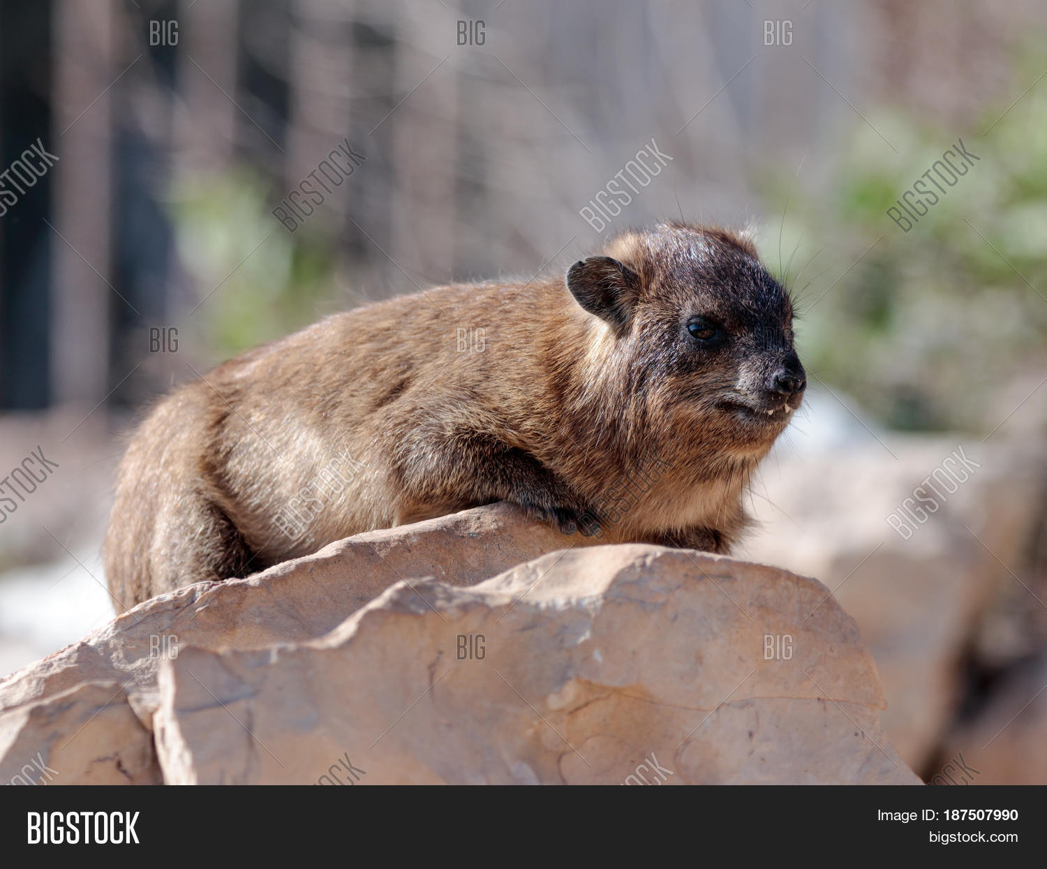 Mountain Rabbit - Image & Photo (Free Trial) | Bigstock