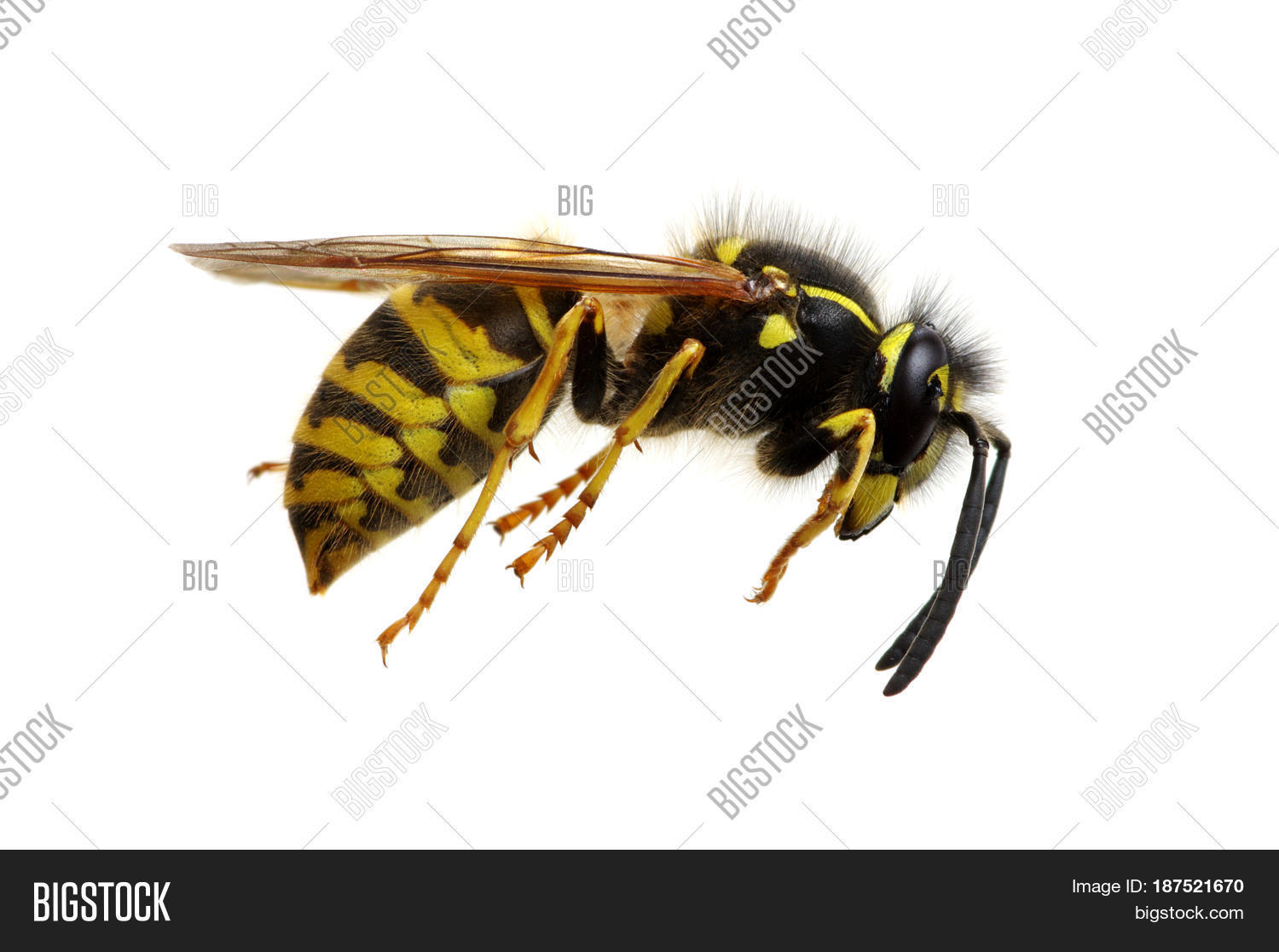 Wasp Isolated On White Image & Photo (Free Trial) | Bigstock