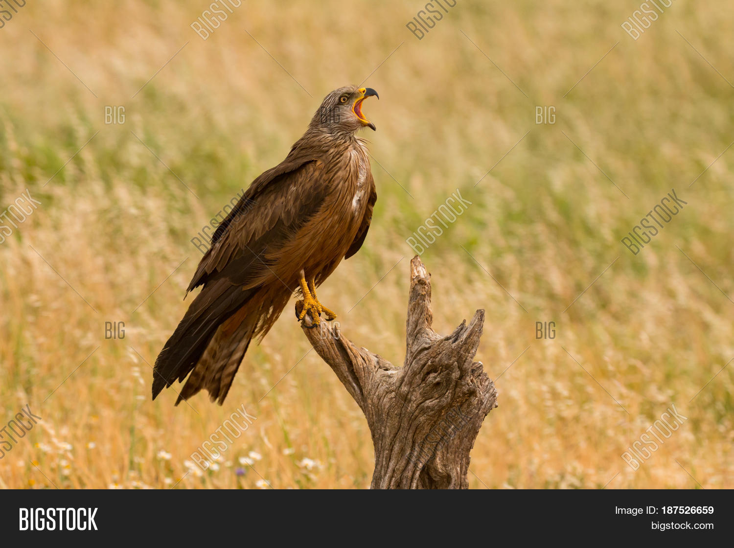 Close- Brown Kite Image & Photo (Free Trial) | Bigstock
