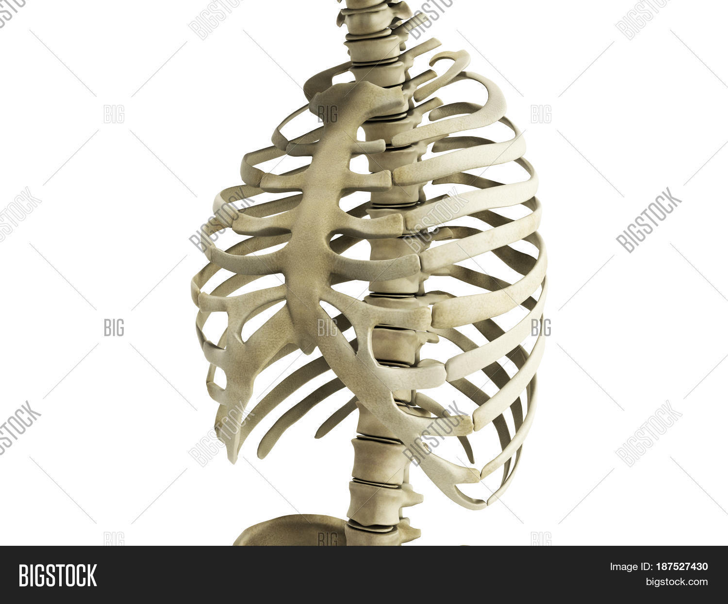 Uman Skeleton Ribs Image & Photo (Free Trial) | Bigstock
