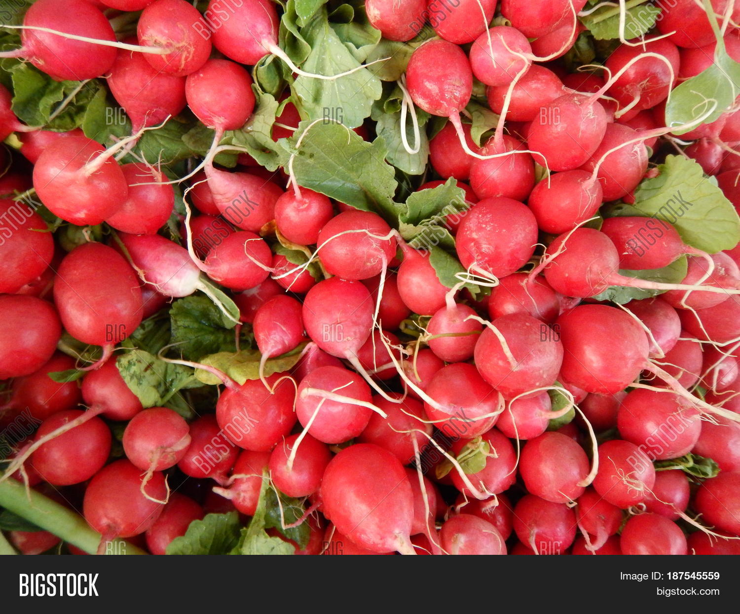 Bunch Red Radishes Image & Photo (Free Trial) | Bigstock