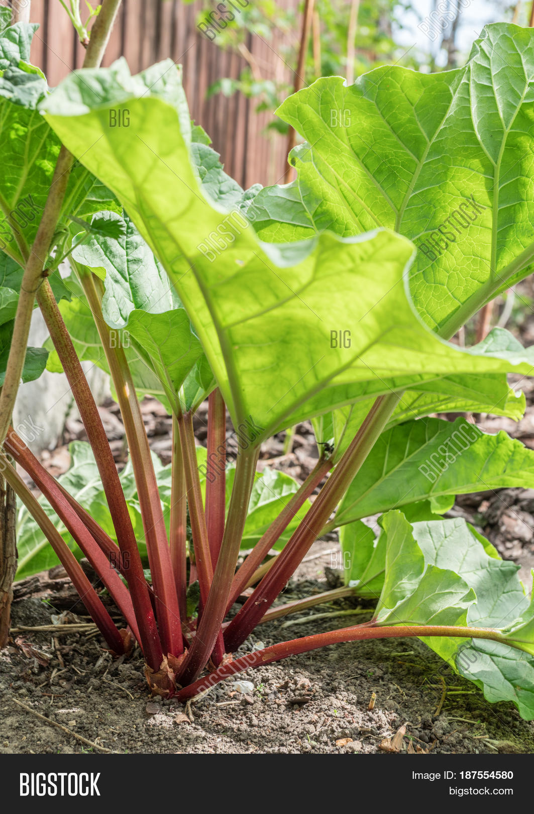 Rhubarb Plant Garden. Image & Photo (Free Trial) | Bigstock