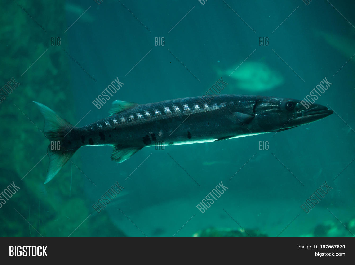 Great Barracuda ( Image & Photo (Free Trial) | Bigstock