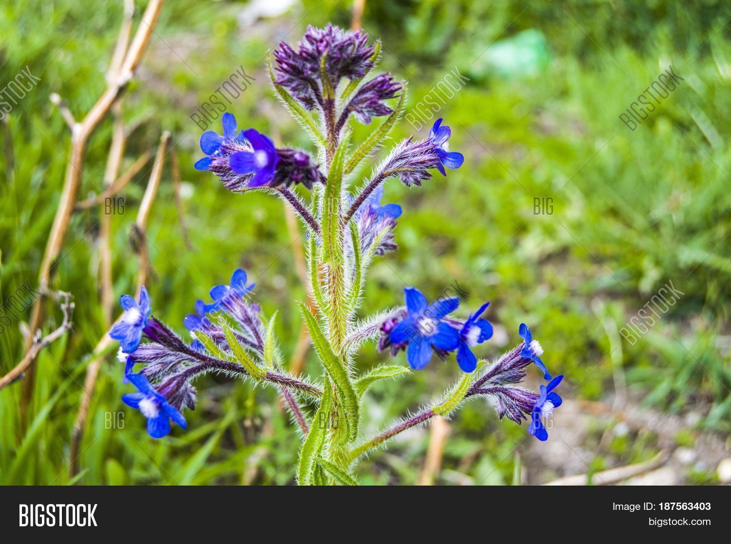Borago (Anchusa) Plant Image & Photo (Free Trial) | Bigstock