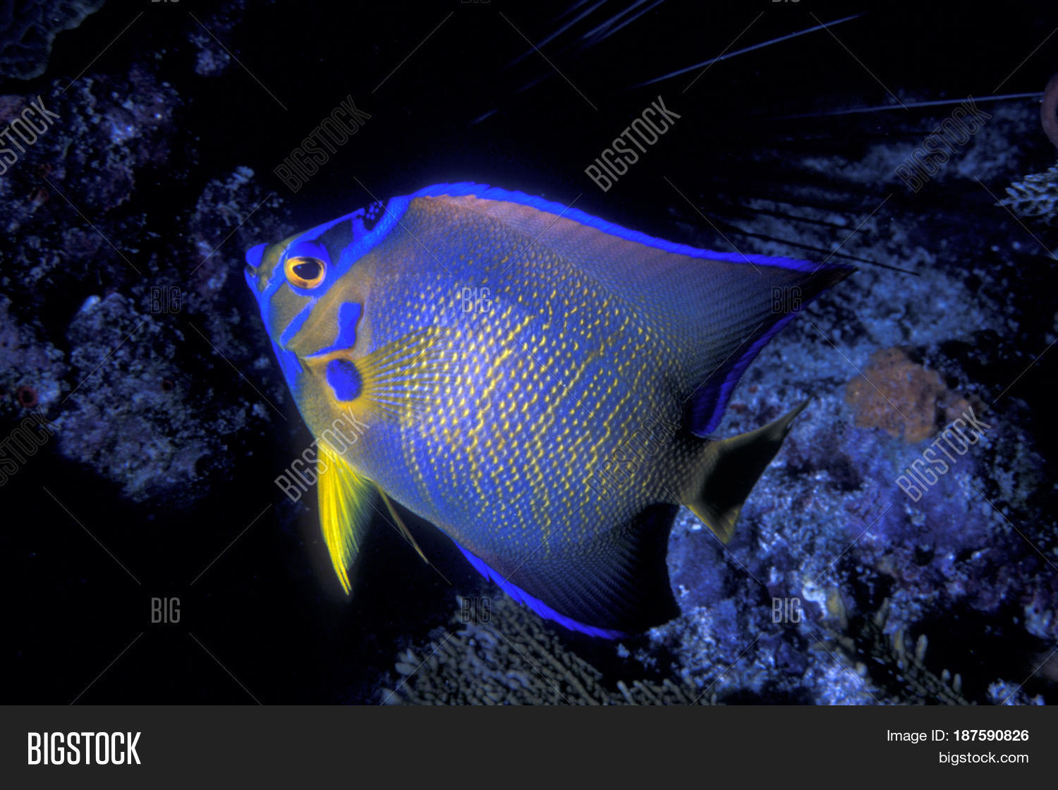 Blue Queen Angelfish Image & Photo (Free Trial) | Bigstock