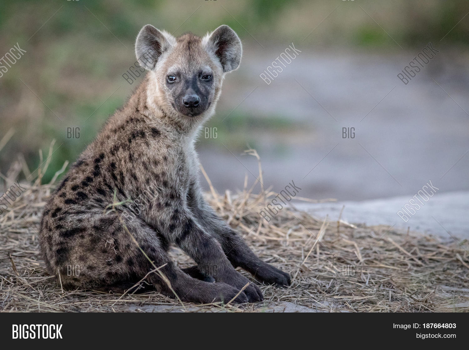 Young Spotted Hyena Image & Photo (Free Trial) | Bigstock