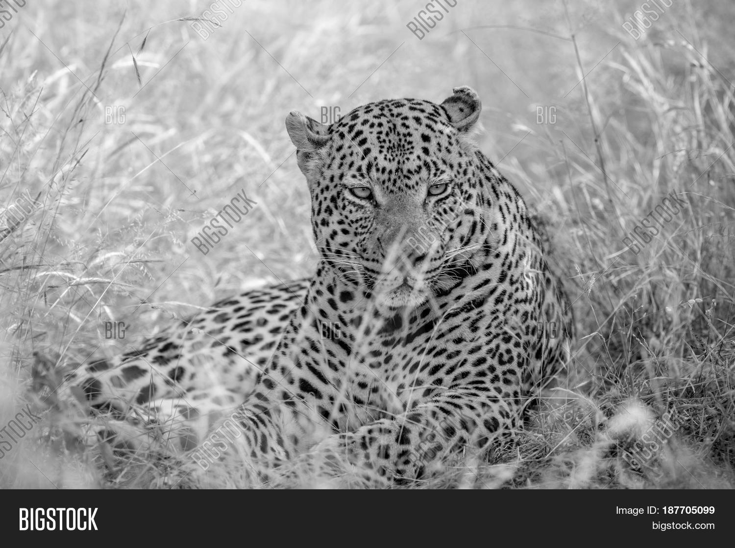 Big Male Leopard Image & Photo (Free Trial) | Bigstock