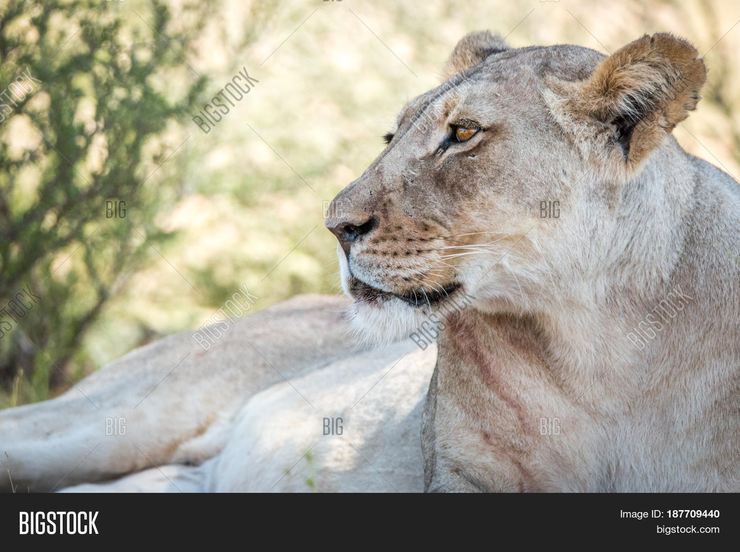 Side Profile Lioness Image & Photo (Free Trial) | Bigstock