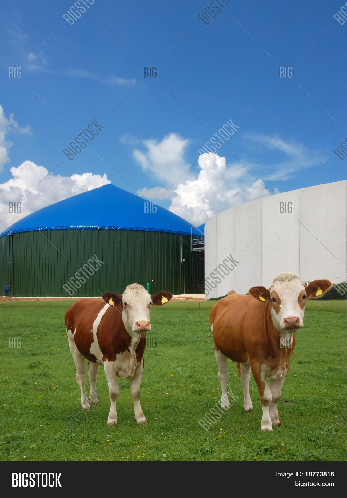 Two Cows Front Biomass Image & Photo (Free Trial) | Bigstock