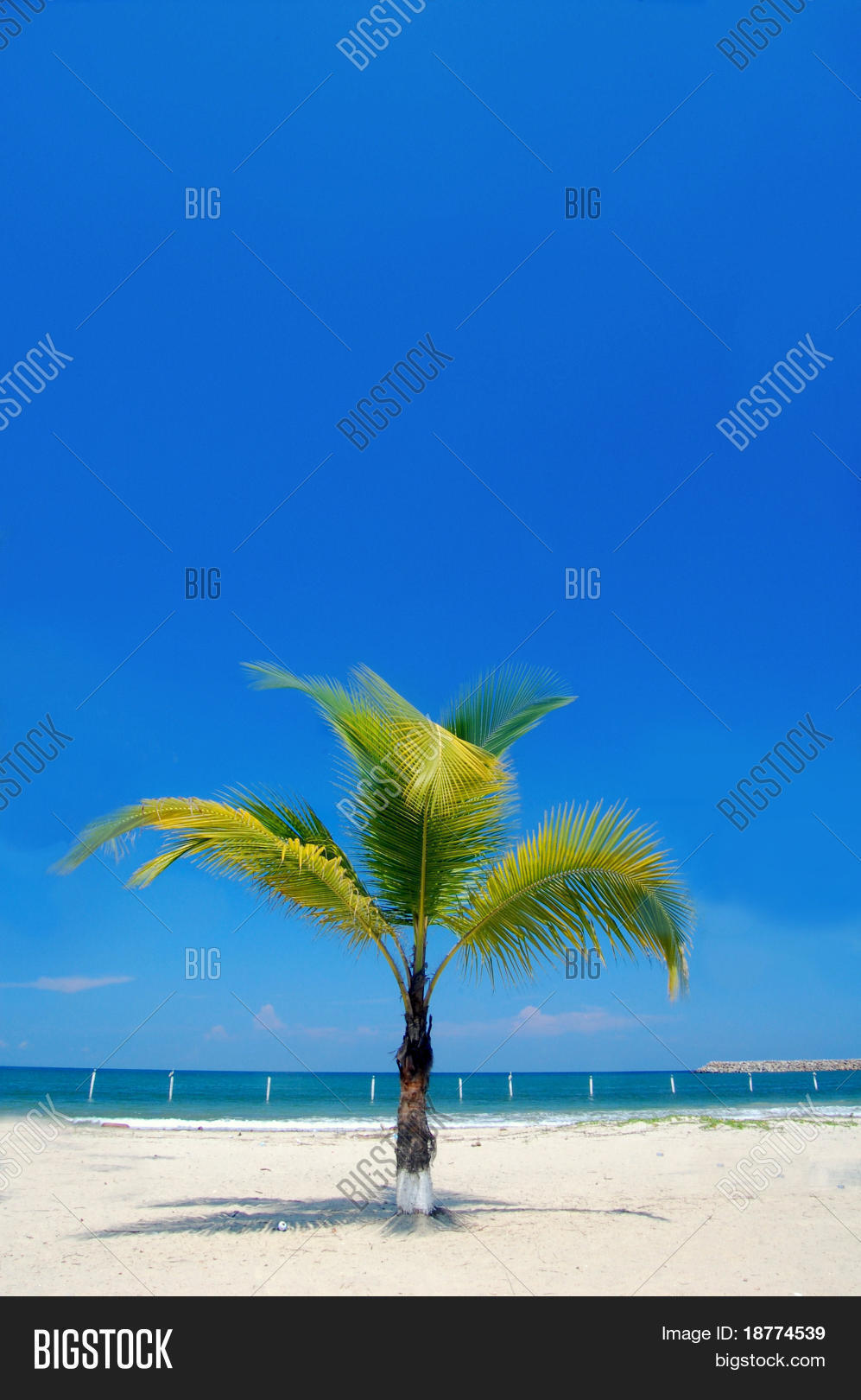 Single Palm Tree On Image & Photo (Free Trial) | Bigstock