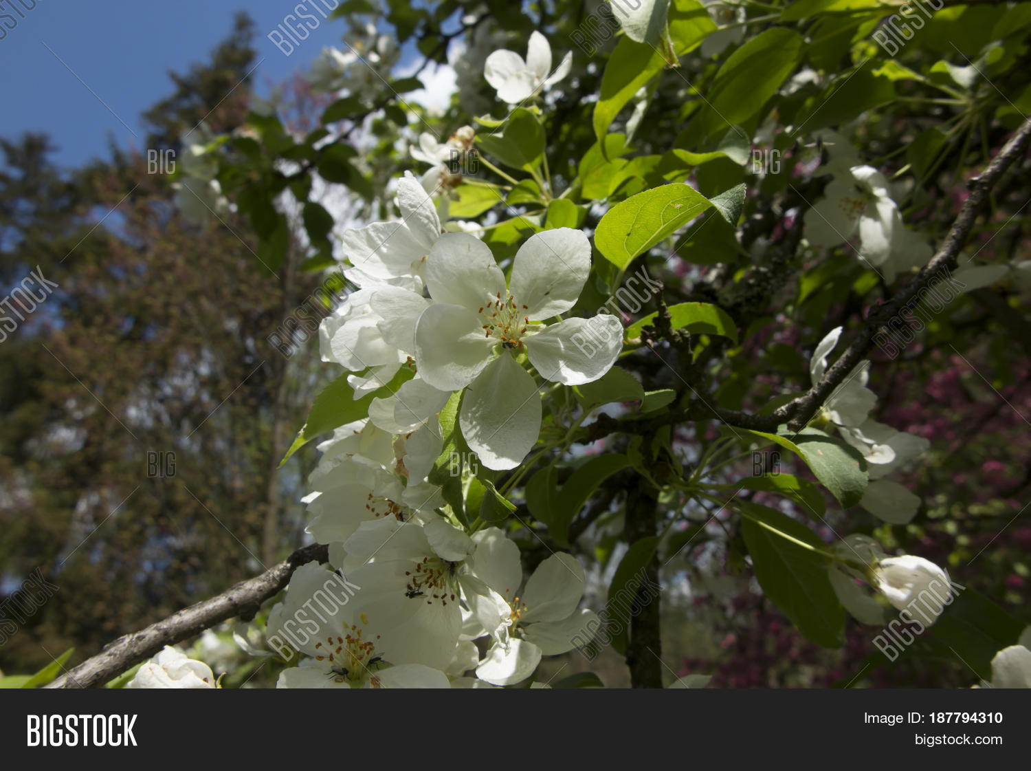 Twig Apple Tree White Image & Photo (Free Trial) | Bigstock