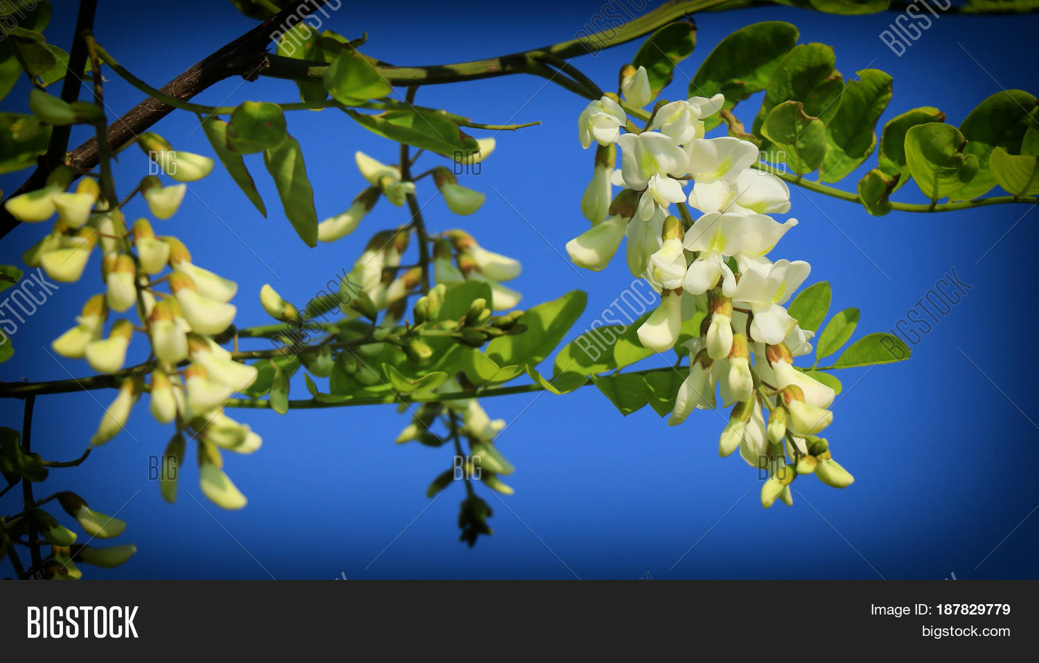 Acacia Flower Closeup Image & Photo (Free Trial) | Bigstock