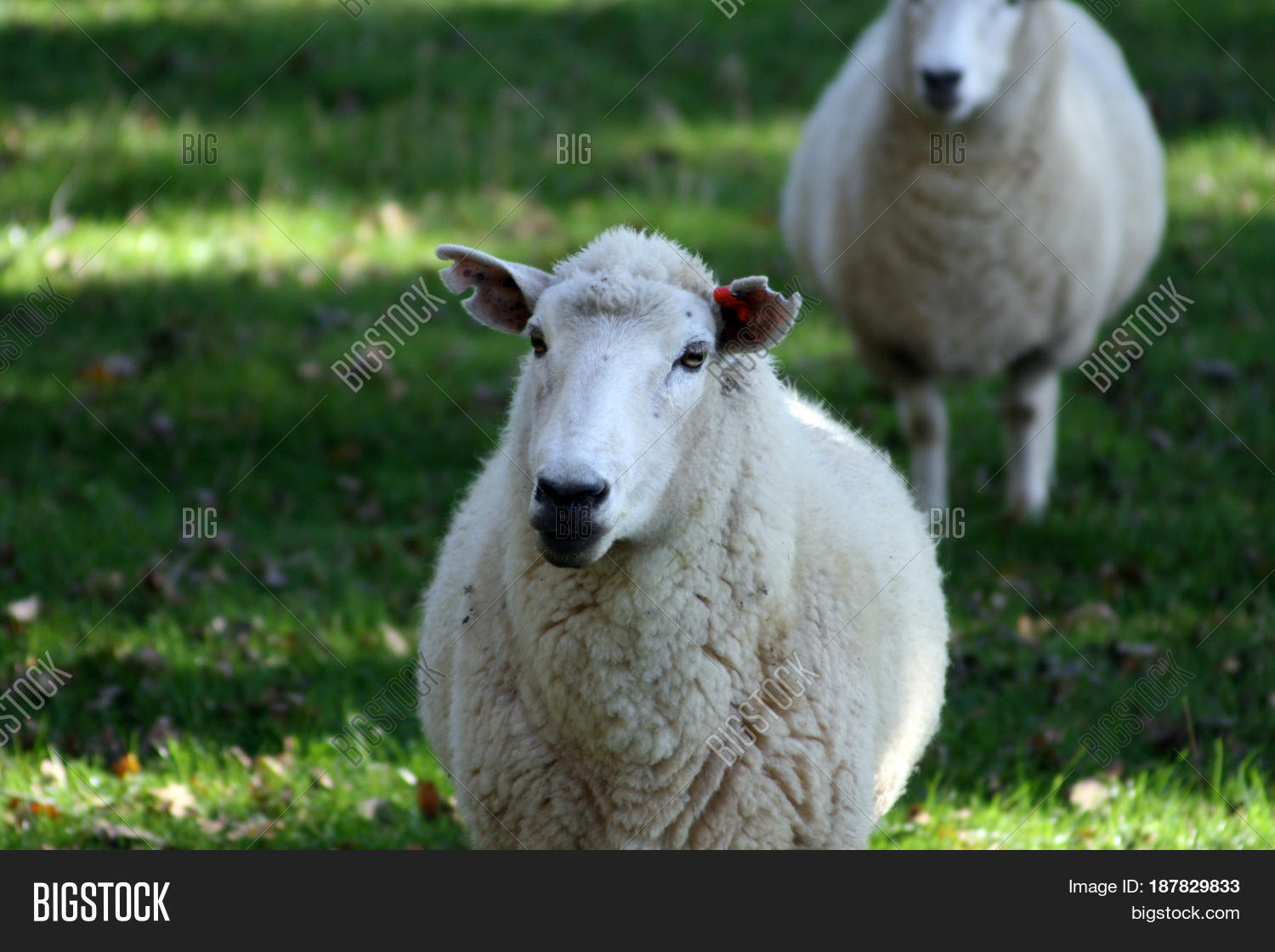 One Sheep, Two Sheep, Image & Photo (Free Trial) | Bigstock