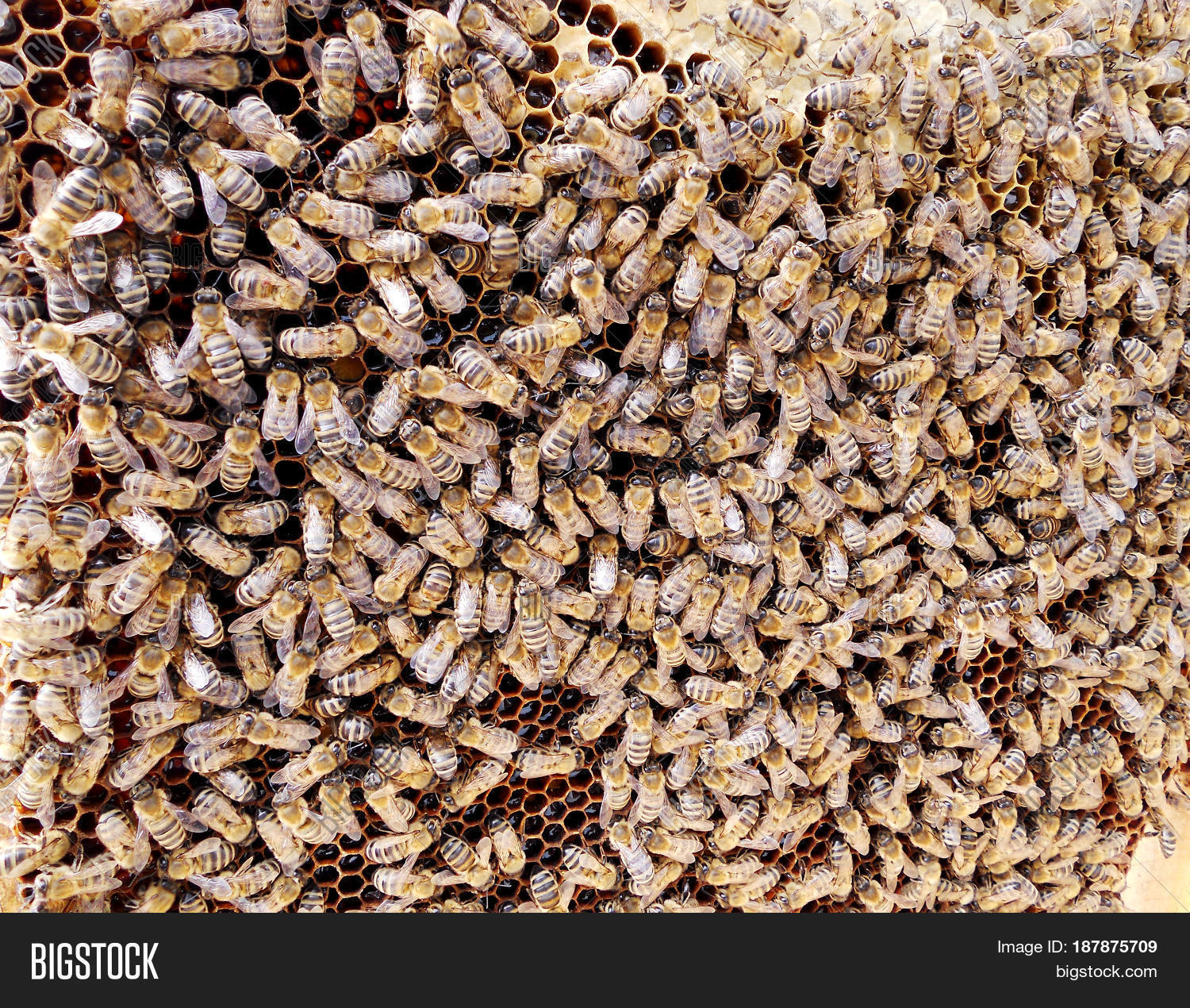 Photo Shows Beehive Image & Photo (Free Trial) | Bigstock