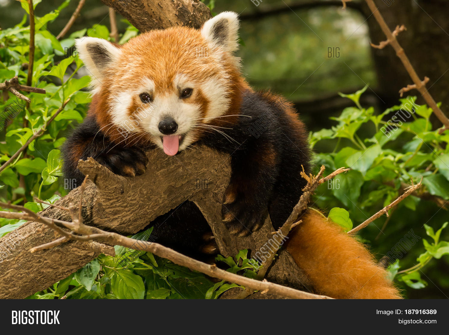 Young Red Panda Image & Photo (Free Trial) | Bigstock