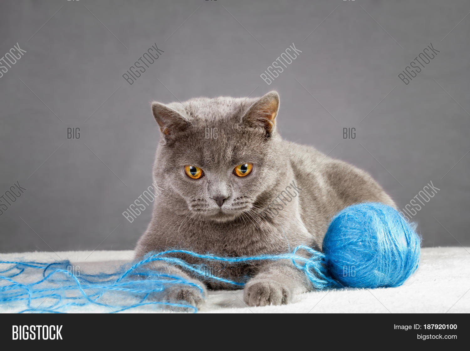 British Blue Cat Image & Photo (Free Trial) | Bigstock