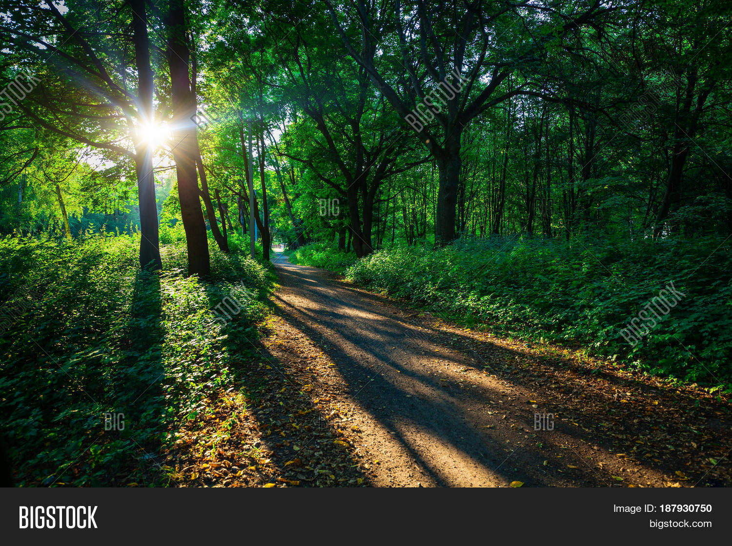 Beautiful Green Forest Image & Photo (Free Trial) | Bigstock