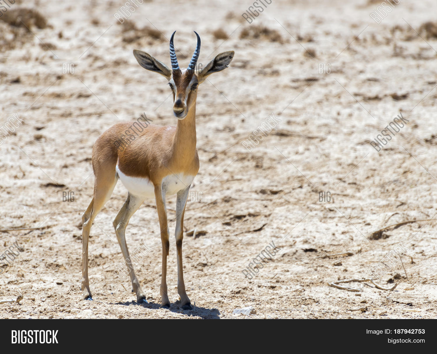 Dorcas Gazelle ( Image & Photo (Free Trial) | Bigstock