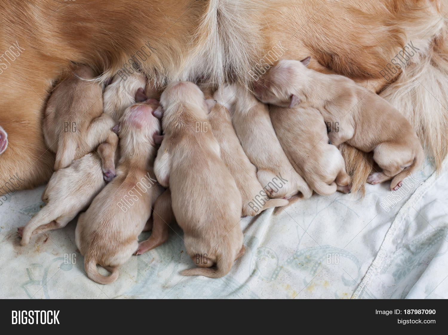 First Day New Born Image & Photo (Free Trial) | Bigstock