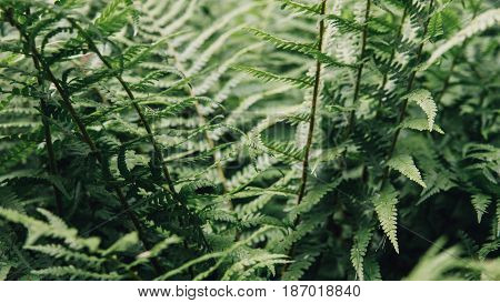 Fern Images, Illustrations, Vectors - Fern Stock Photos & Images | Bigstock