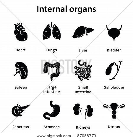 Internal Organs. Vector & Photo (Free Trial) | Bigstock