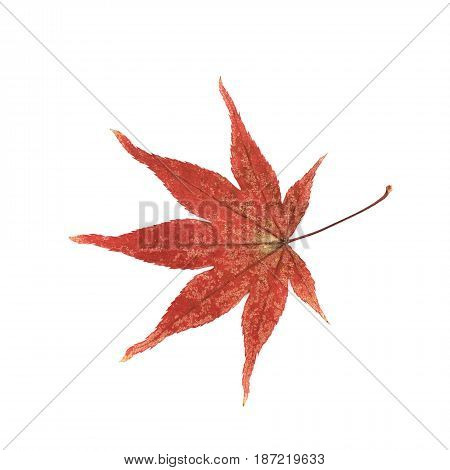 Red Japanese Maple Image & Photo (Free Trial) | Bigstock