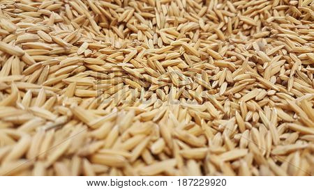 Paddy Rice, Paddy Rice Image & Photo (Free Trial) | Bigstock