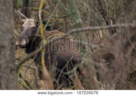Single European Elk Image & Photo (Free Trial) | Bigstock