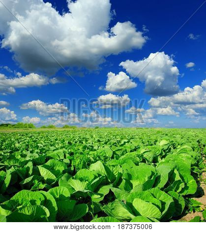 Vegetable Field Image & Photo (Free Trial) | Bigstock
