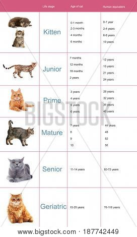 Pet Age Concept. Image & Photo (Free Trial) | Bigstock