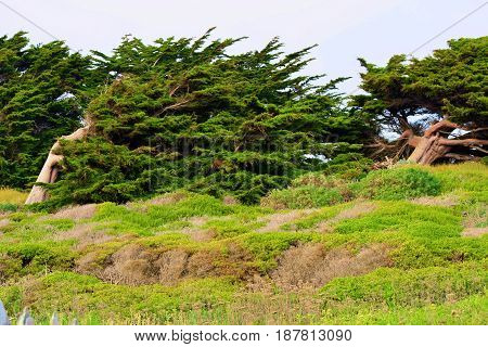 Windswept Cypress Pine Image & Photo (Free Trial) | Bigstock