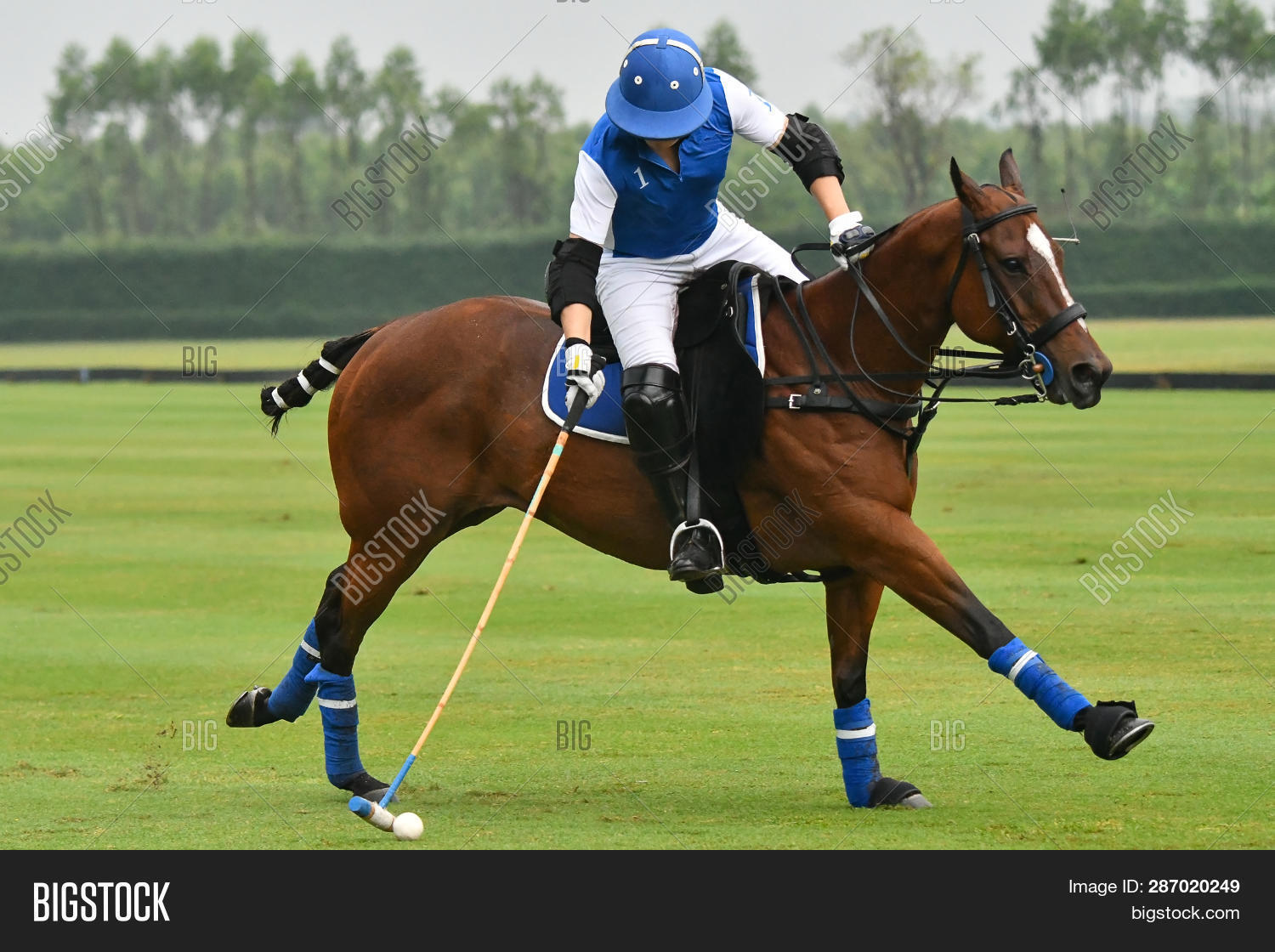Man Horse Polo Player Image & Photo (Free Trial) | Bigstock