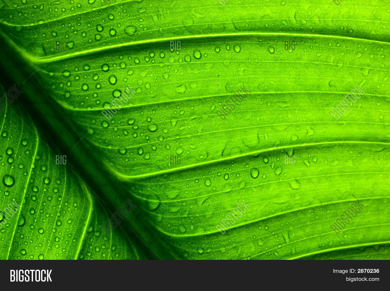 Green Leaf Texture Image & Photo (Free Trial) | Bigstock