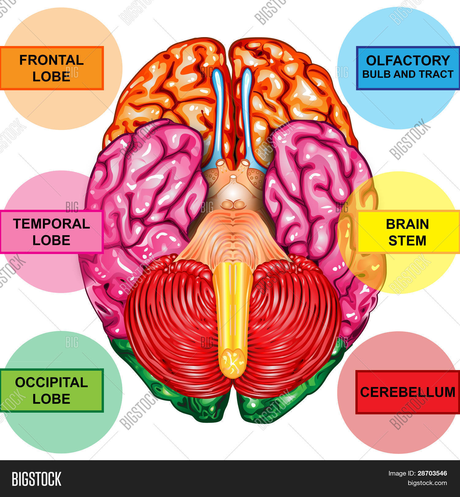 Human Brain Underside Image & Photo (Free Trial) | Bigstock