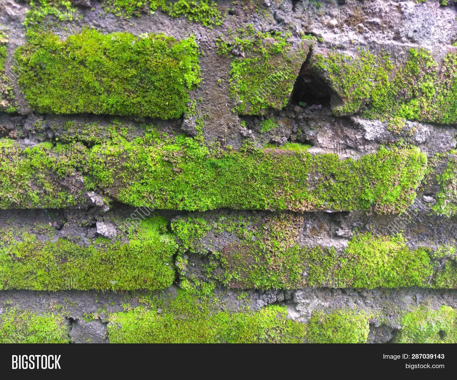 Mossy Brick Wall,old Image & Photo (Free Trial) | Bigstock