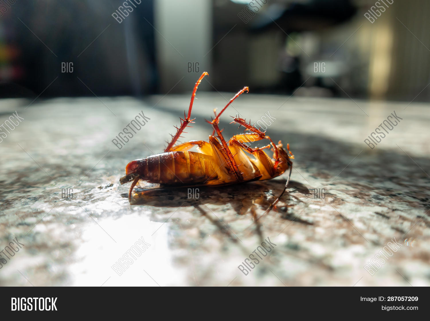 Dead Cockroach On Image & Photo (Free Trial) | Bigstock