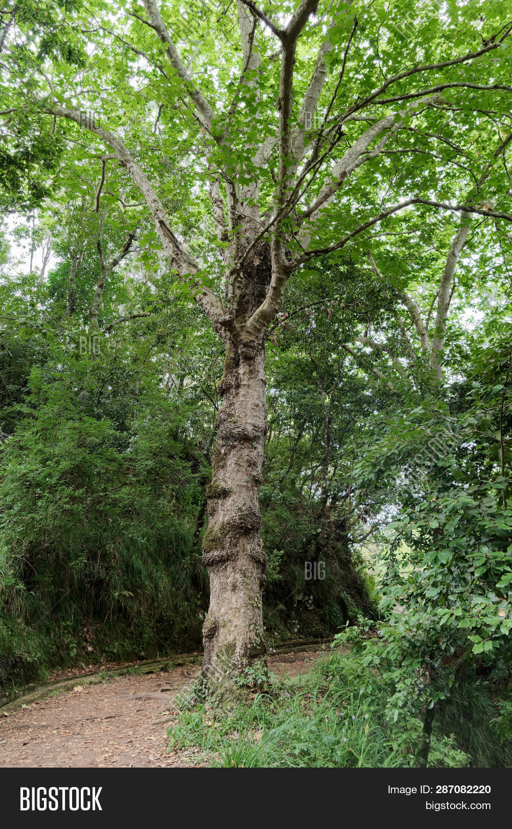 Single Green Tree On Image & Photo (Free Trial) | Bigstock
