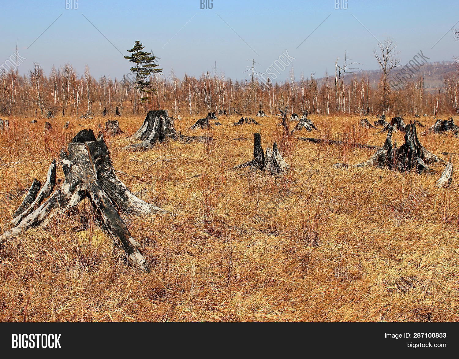 Forest Fire Burned All Image & Photo (Free Trial) | Bigstock