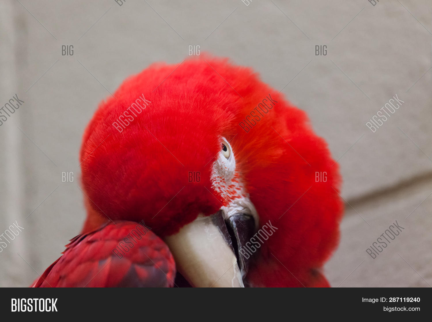 Shy Scarlet Macaw Image & Photo (Free Trial) | Bigstock