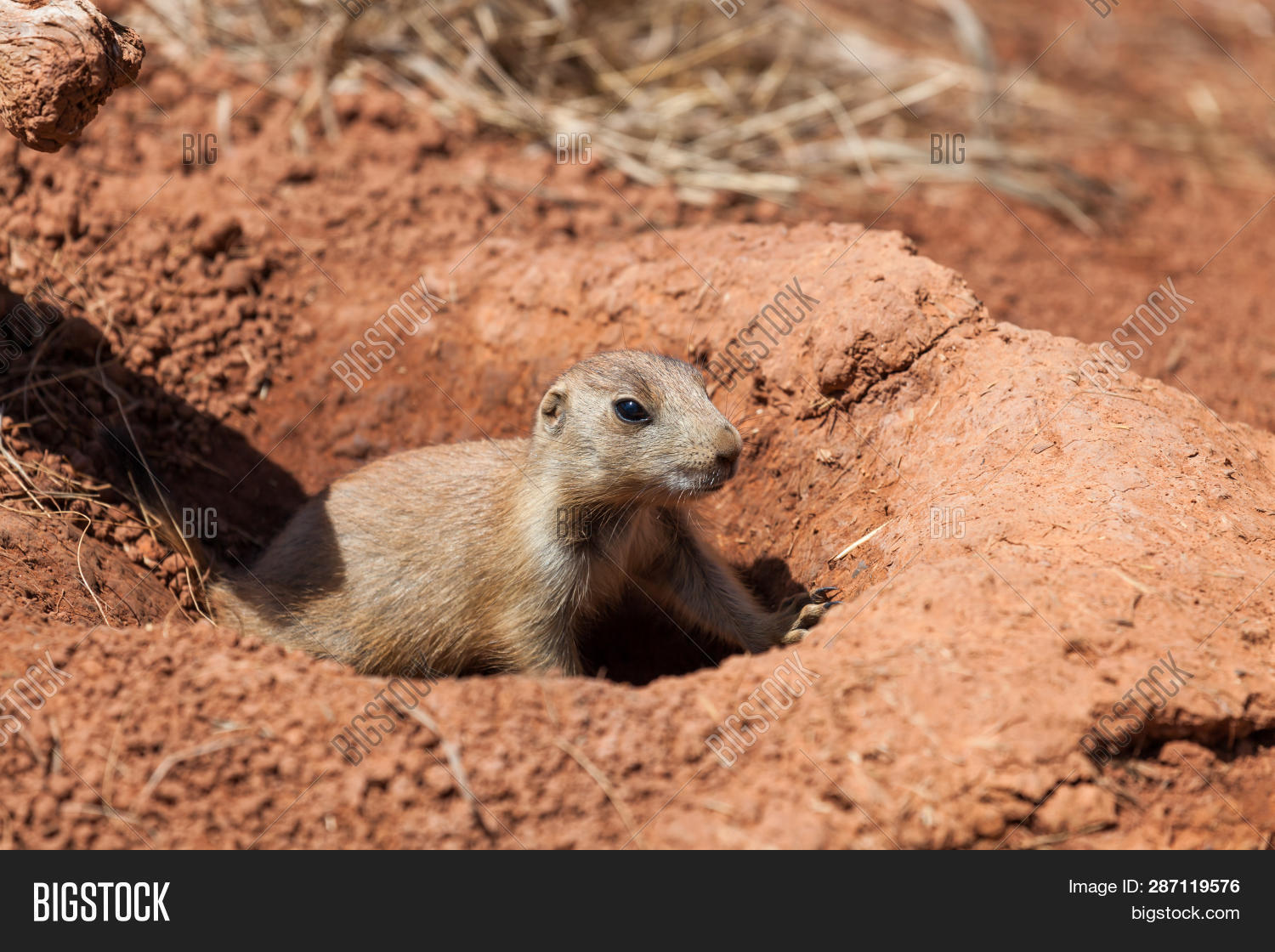 Adorable Little Image & Photo (Free Trial) | Bigstock