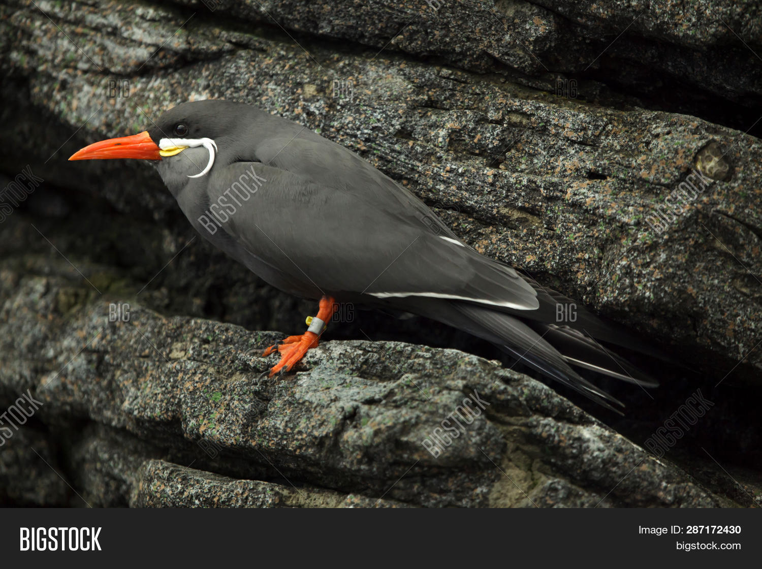 Inca Tern (Larosterna Image & Photo (Free Trial) | Bigstock
