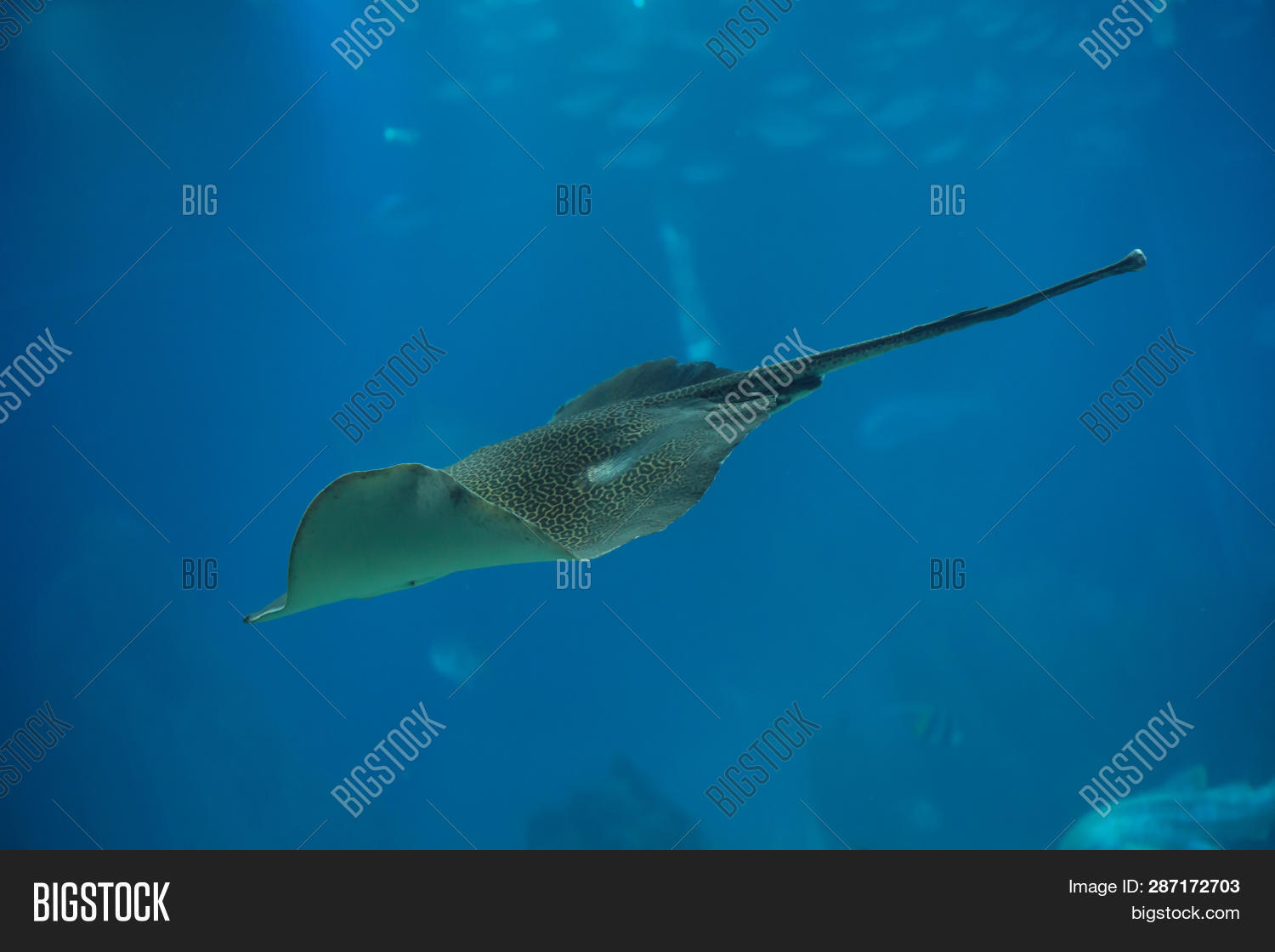 Leopard Whipray ( Image & Photo (Free Trial) | Bigstock