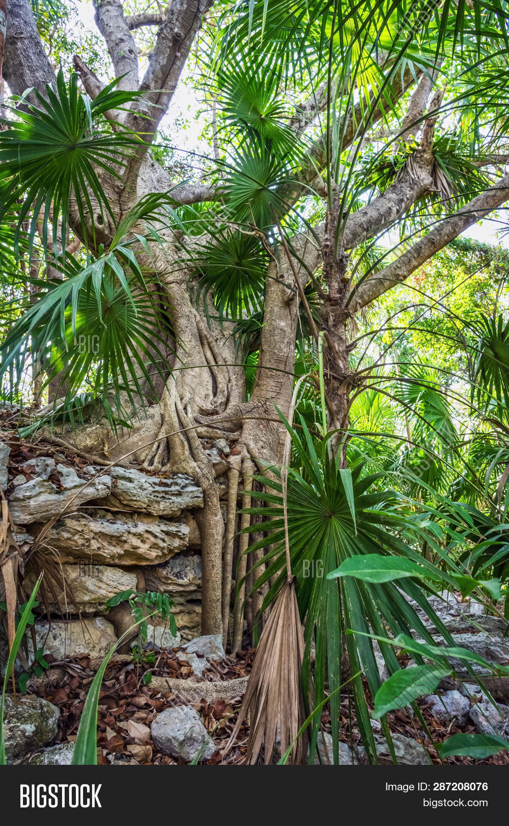 Shapely Tree Fan Plant Image & Photo (Free Trial) | Bigstock